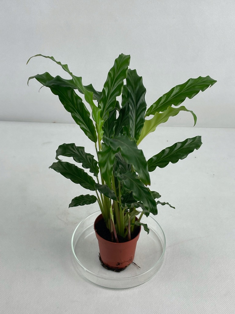 Calathea Rufibarba mini - 13902457345 - oficjalne archiwum Allegro