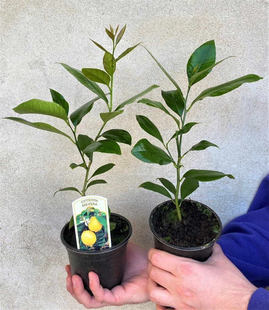 CYTRYNA MEYERA Citrus limon Meyer zestaw 2szt - 12182386135 - oficjalne ...
