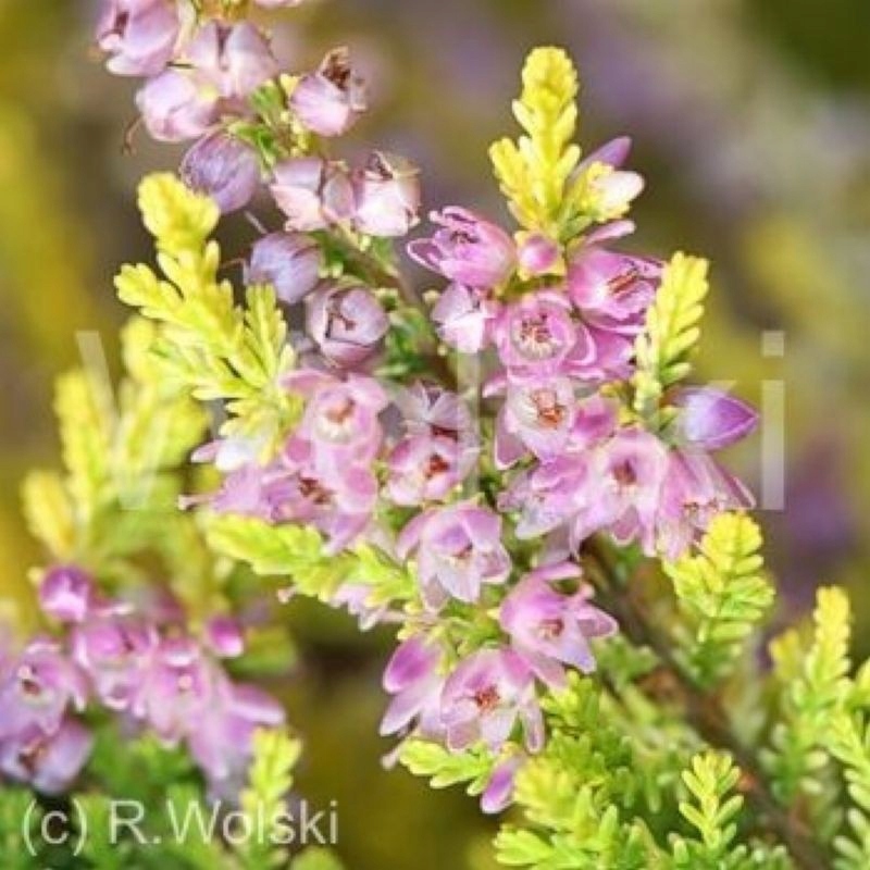 Wrzos pospolity DAVID HAGENAARS Calluna vulgaris - 12301651671 ...