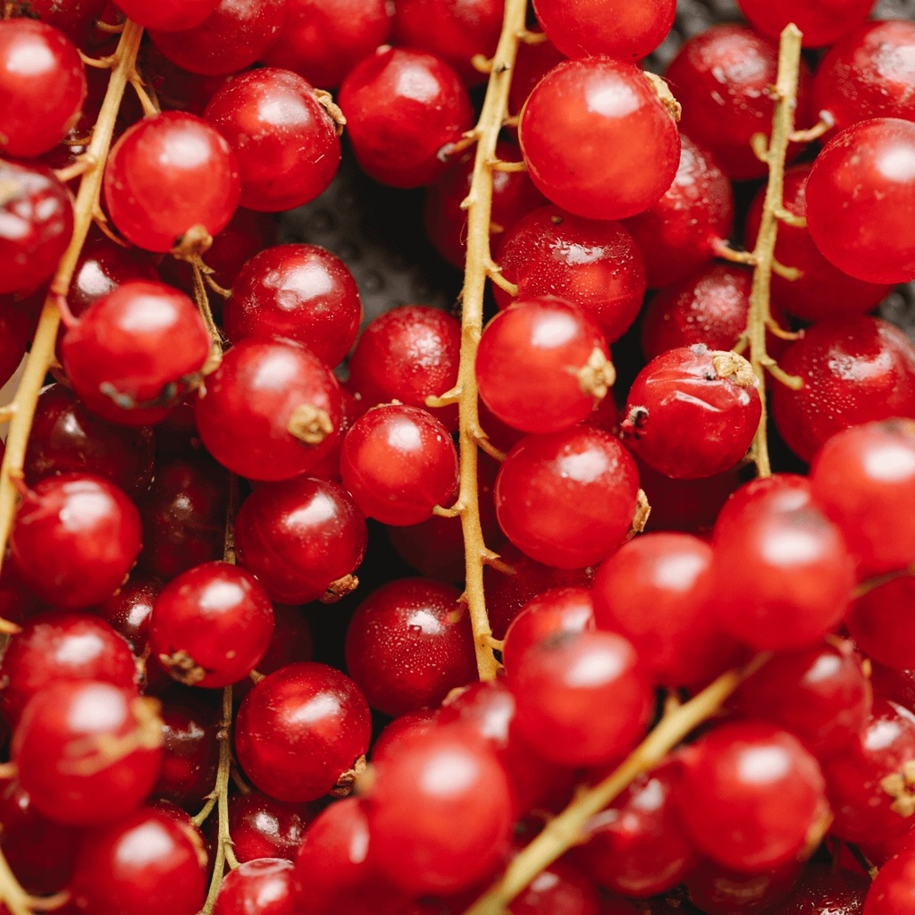 Porzeczka czerwona Detvan w doniczce - 12500796612 - oficjalne archiwum ...