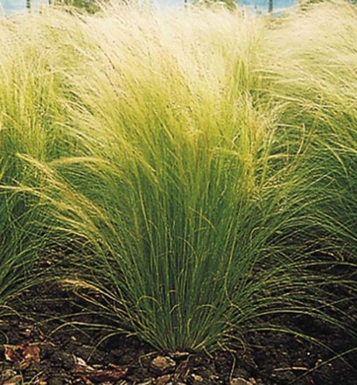 Stipa tenuissima Ponytails Koński Ogon Trawa - 12324663484 - oficjalne ...