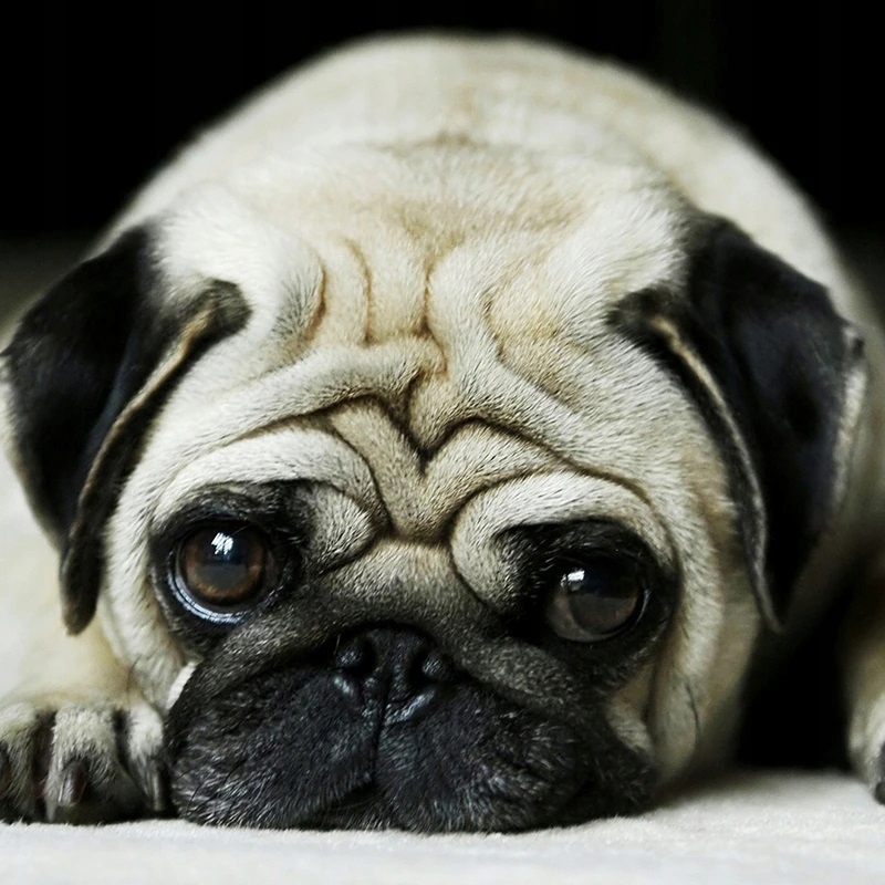 HAFT DIAMENTOWY PIES PIESEK MOPS 45X45 PĘSETA - 11792304083 - oficjalne ...