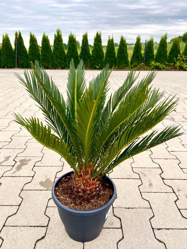 Cycas Revoluta Cykas Sagowiec 60cm - 16261980795 - oficjalne archiwum ...