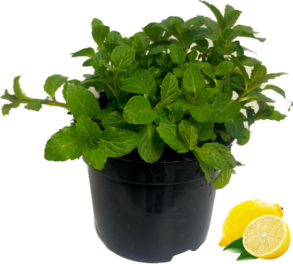 MIĘTA CYTRYNOWA DO WODY I NIE TYLKO EKOSADZONKA - 13420666814 ...