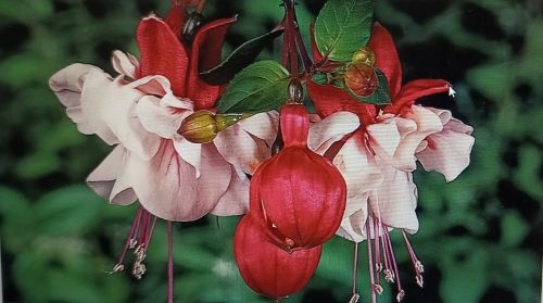 FUKSJA, FUCHSIA sadzonka SWINGTIME , ZWISAJĄCA - 13379700823 ...