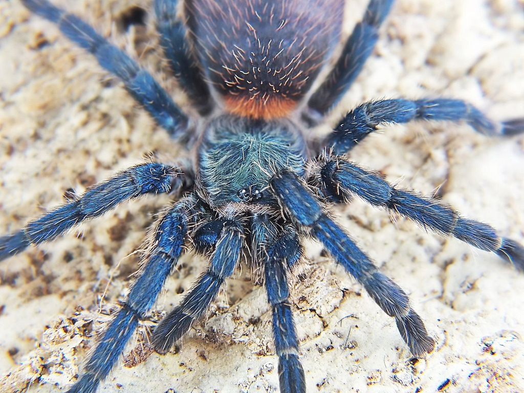 Dolichothele diamantinensis (SpidersForge) - 9715176515 - oficjalne ...