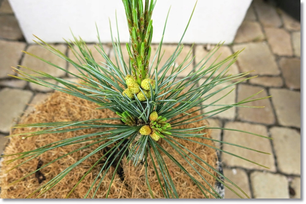 Pinus peuce 'Pacific Blue' - Unikat !!! - 12249852882 - oficjalne ...