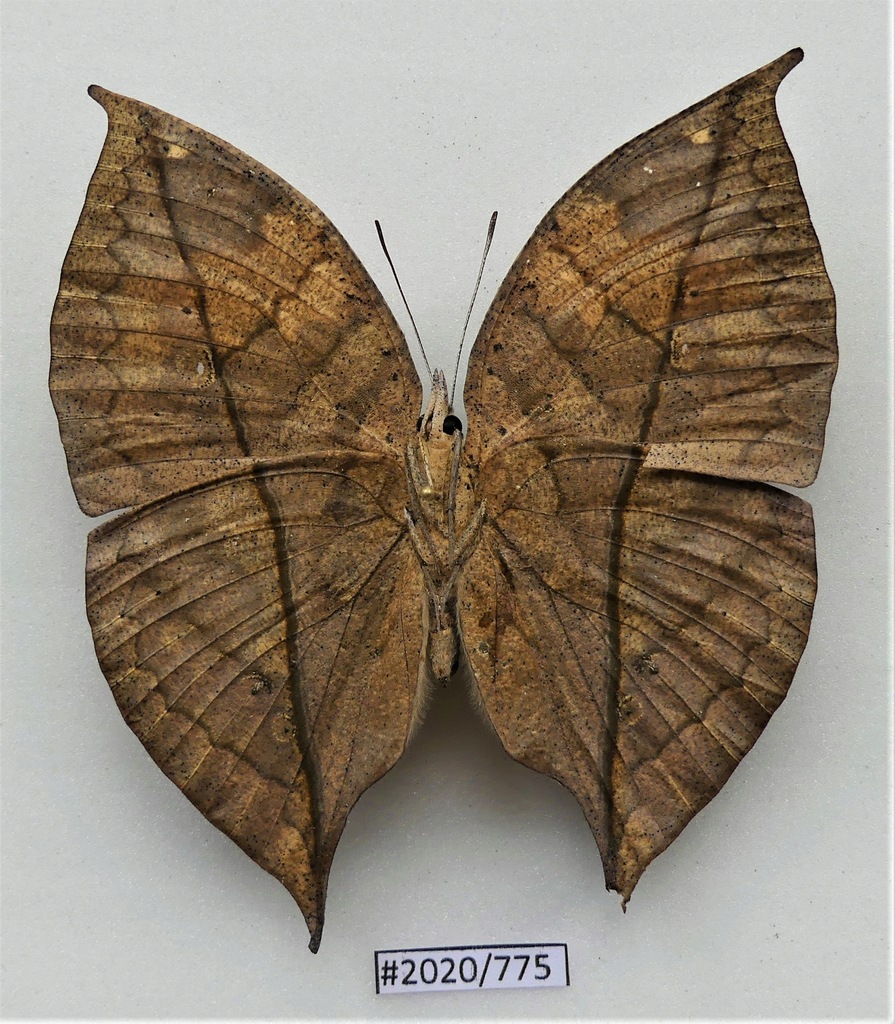 Motyl Kallima inachus 70mm strona brzuszna. - 12713690990 - oficjalne ...