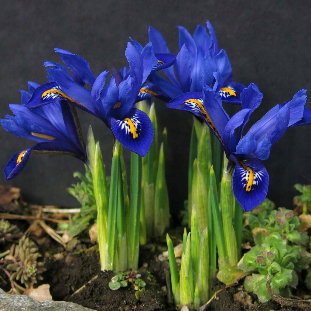 IRYS NIEBIESKI PIĘKNIE KWITNĄCY SADZONKI W DONICY - 13097691312 ...