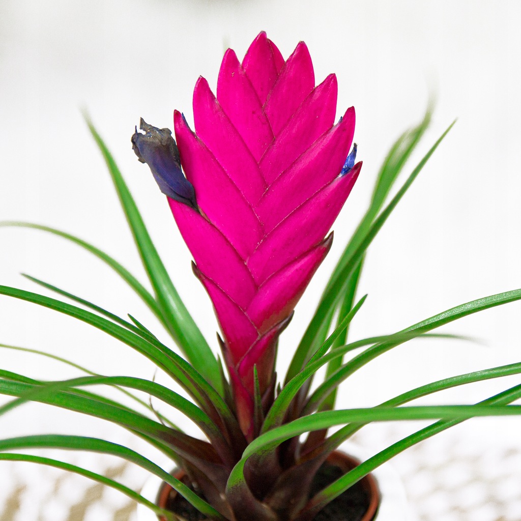 TILLANDSIA cyanea, OPLĄTWA kwiat ,Ananas' - 13170319924 - oficjalne ...