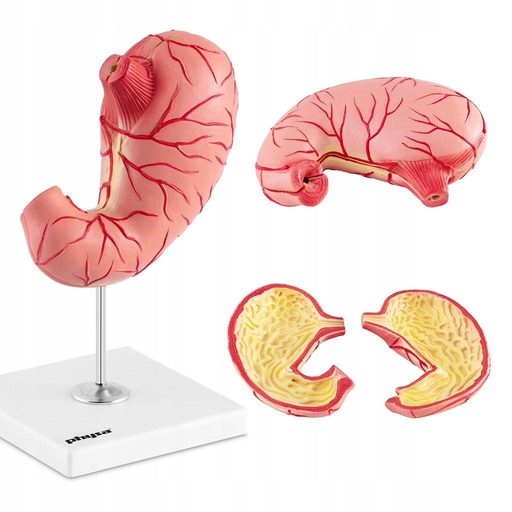 Купить 3D АНАТОМИЧЕСКАЯ МОДЕЛЬ ЖЕЛУДКА ЧЕЛОВЕКА: отзывы, фото и характеристики на Aredi.ru ...