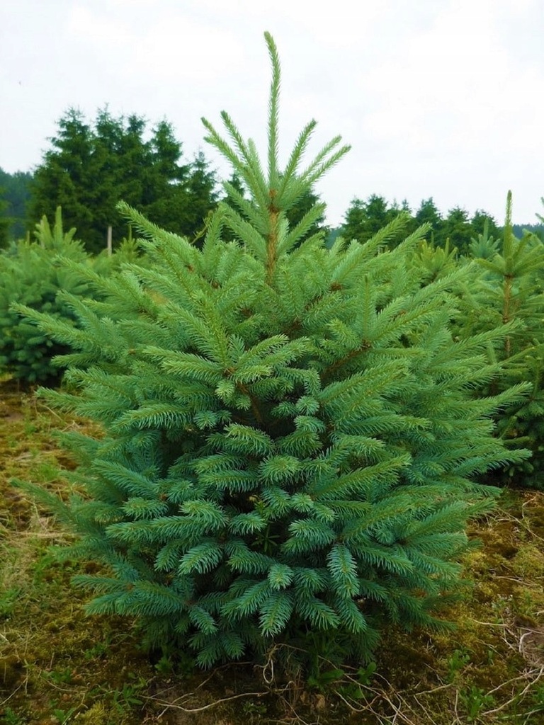 Świerk SREBRNY kłujący DUŻE SADZONKI na żywopłot - 12778850727 ...