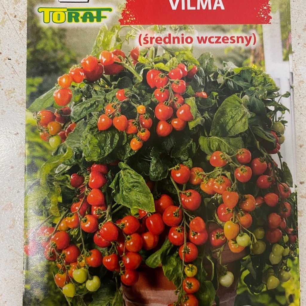 Pomidor KOKTAJLOWY "VILMA" sadzonka - 17412355479 - oficjalne archiwum ...