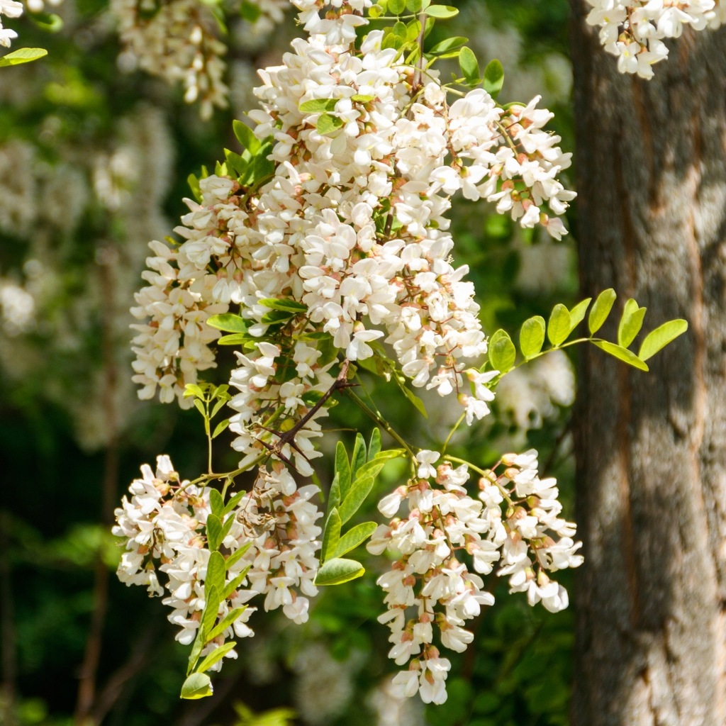 Robinia pseudoacacia Akacja pospolita SADZONKA - 13493217073 ...