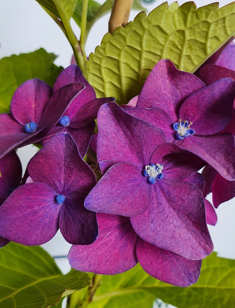 Hydrangea/Hortensja macrophylla "Doris" - 12087926046 - oficjalne archiwum Allegro