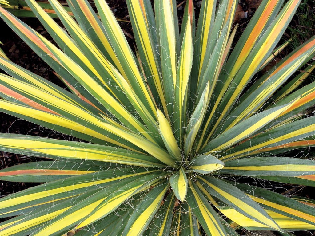 Juka karolińska Color Guard sadzonka 1,5l - 14066437972 - oficjalne ...