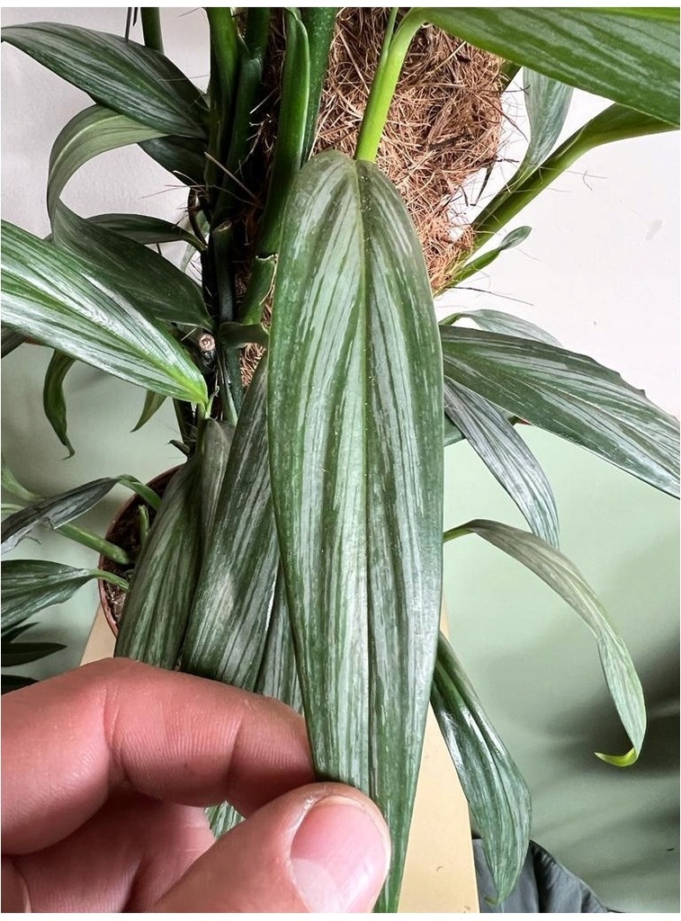 EPIP. AMPLISSIMUM SILVER STRIPE| SADZONKA CIĘTA - 12792262748 ...