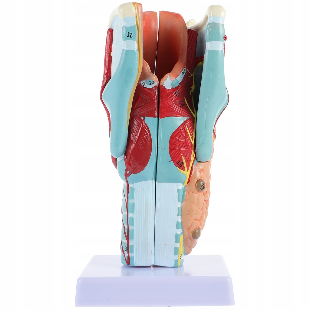 Exposed Sinuses Anatomy 3d Model Manikin Human - 14538498955 ...