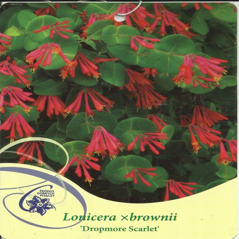 Wiciokrzew Browna DROPMORE SCARLET Lonicera xbrown - 10920522308 ...