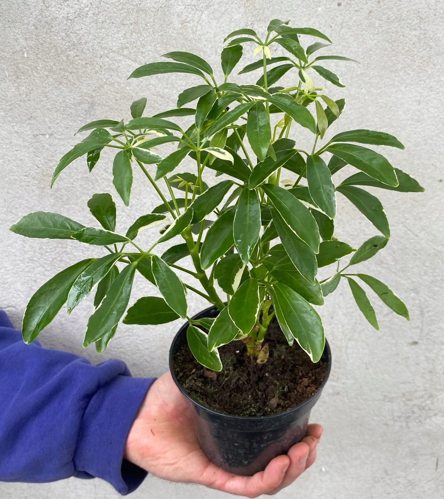 Szeflera SCHEFFLERA MOONDROP don.12cm - 12926936638 - oficjalne ...