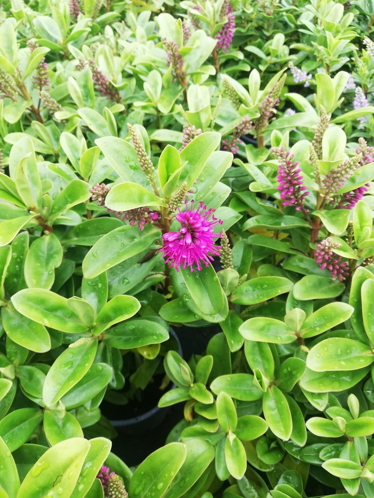 HEBE"VIOLET"roślina wieloletnia,kwitnąca - 12693120053 - oficjalne ...