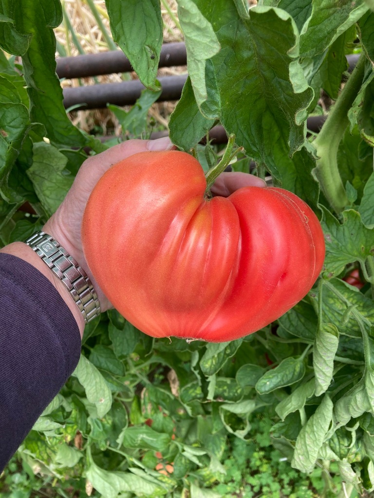 Pomidor Bawole Serce Malinowy Doniczka Duża Sadzonka OxyHeart ...