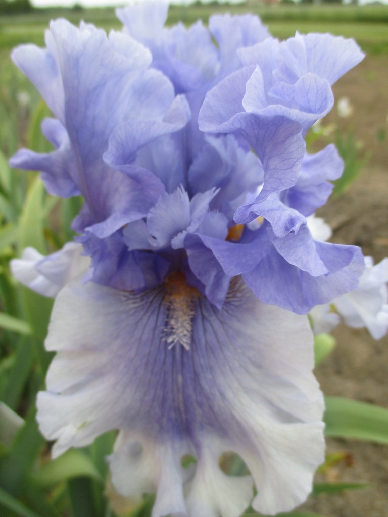 ZDG Irys Kosaciec niemiecki Raging Tide premium - 7458479478 ...