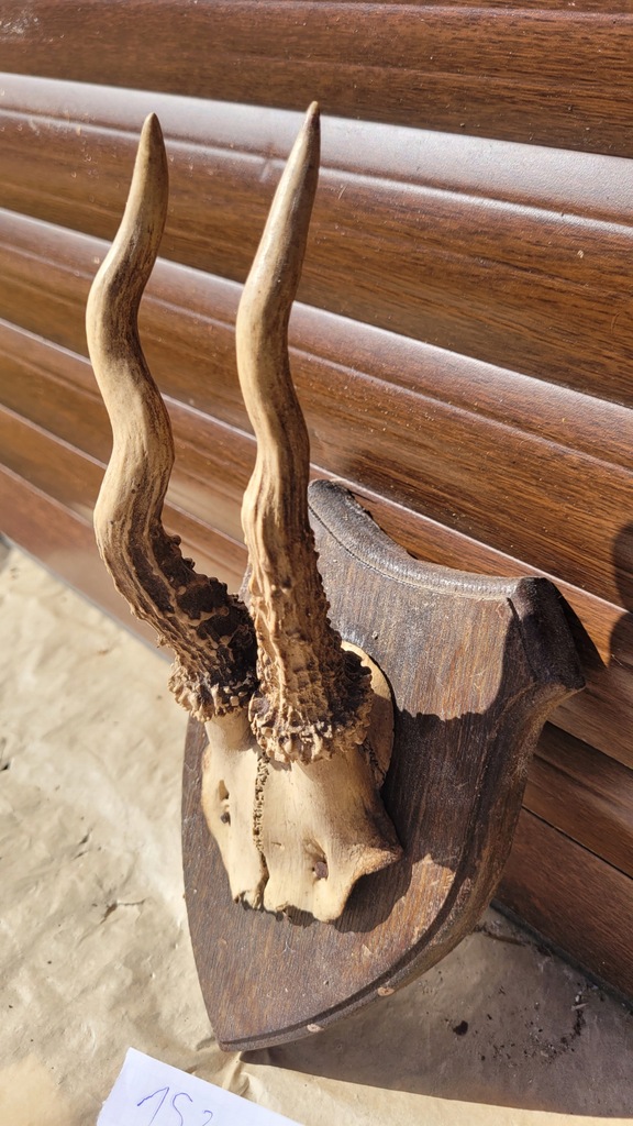 Poroże kozła sarna rogi czaszka poroża 152 - 12612724570 - oficjalne ...