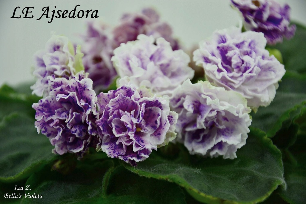 Fiołek afrykański LE Aisedora standard sadzonka - 14088758464 ...