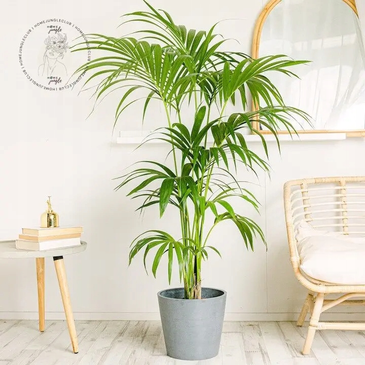 Palma Kentia Howea forsteriana Kencja salon 80cm - 12758163572 ...