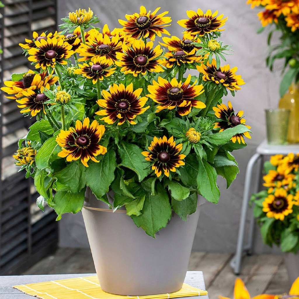 Rudbekia owłosiona Rudy Mini Yellow and Black - 13724041238 - oficjalne ...