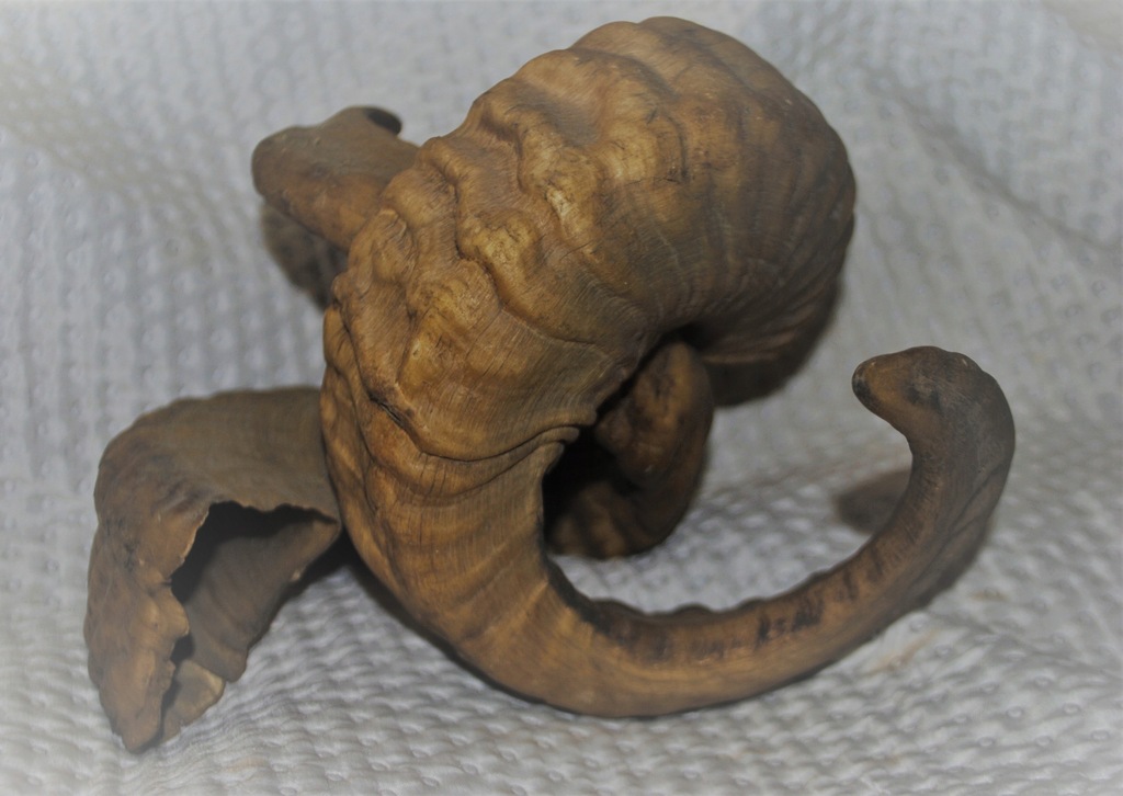 POROŻE BARANA ROGI NATURALNE ! kolekcja natura - 7463874527 - oficjalne ...