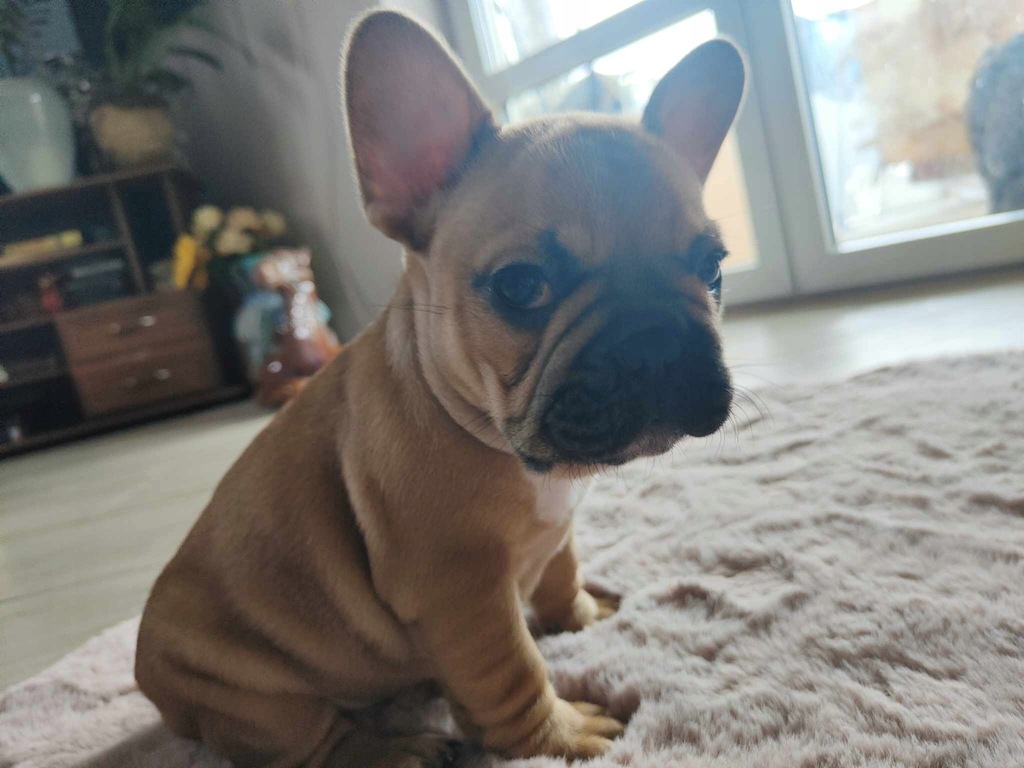 Cudowne Buldogi Francuskie. Metryka. Szczepienia. Łódź. Piękne ...