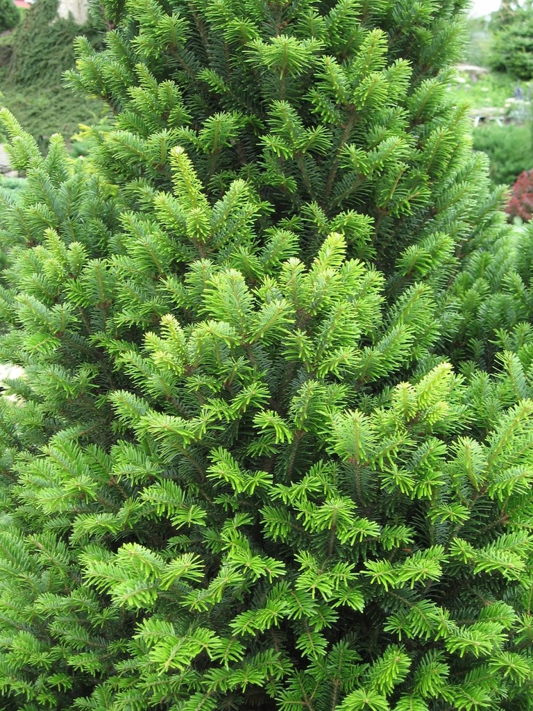 Jodła pospolita 'Compacta' (Abies alba) - sadzonki - 13452468718 ...
