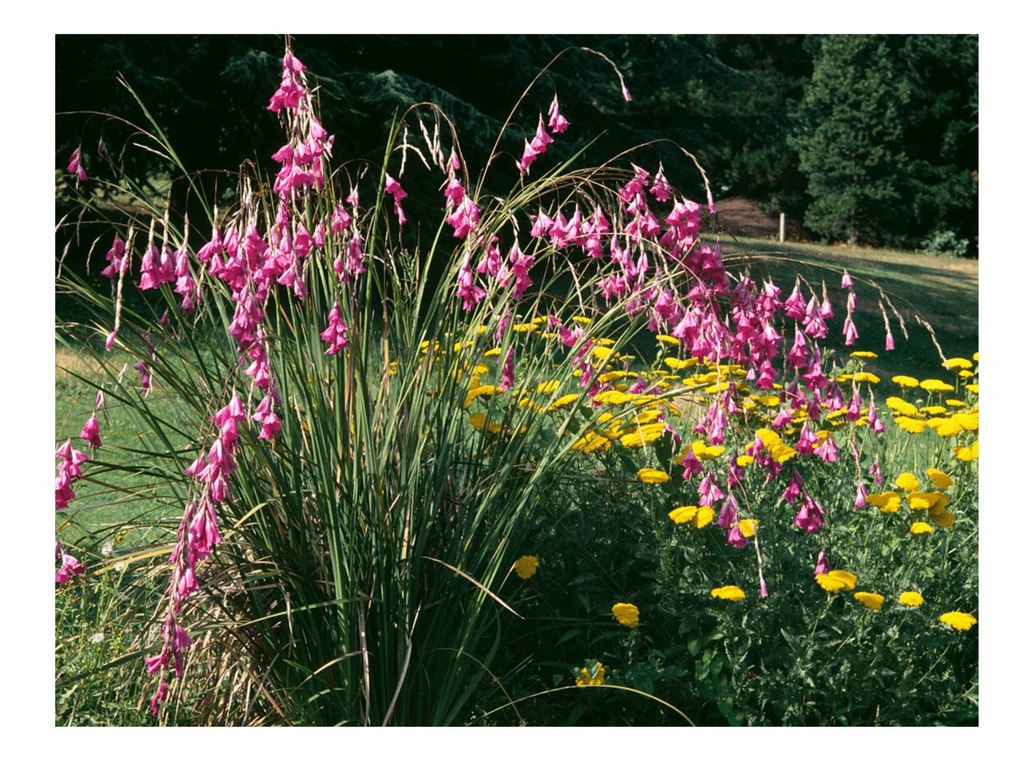 Dierama, anielskie dzwony Luana sadzonka P9 różowa bylina do ogrodu ...