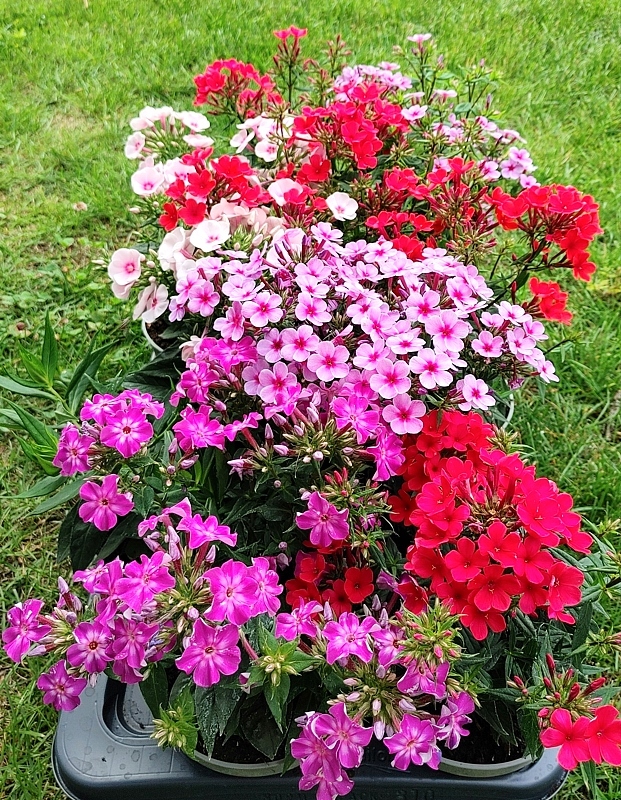 FLOKS PŁOMYK WYNIOSŁY MIX KOLORÓW PIĘKNA SADZONKA - 13989086810 ...