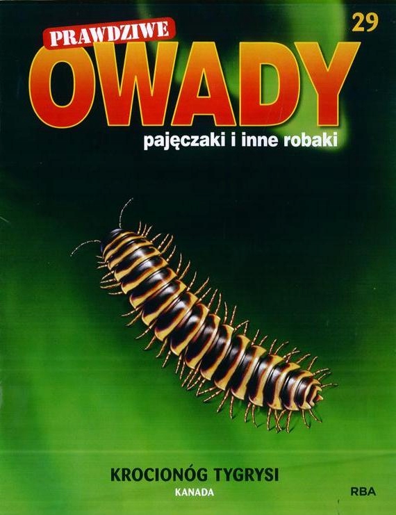 PRAWDZIWE OWADY, PAJĘCZAKI 29 KROCIONÓG TYGRYSI - 12542807990 ...