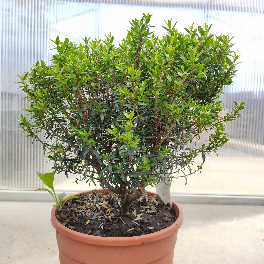 Mirt zwyczajny Myrtus communis - 12167552742 - oficjalne archiwum Allegro