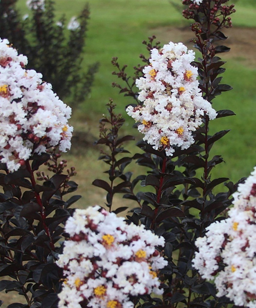 Lagerstroemia indica 'Pure White' bez Indyjski C2 - 12565949163 ...