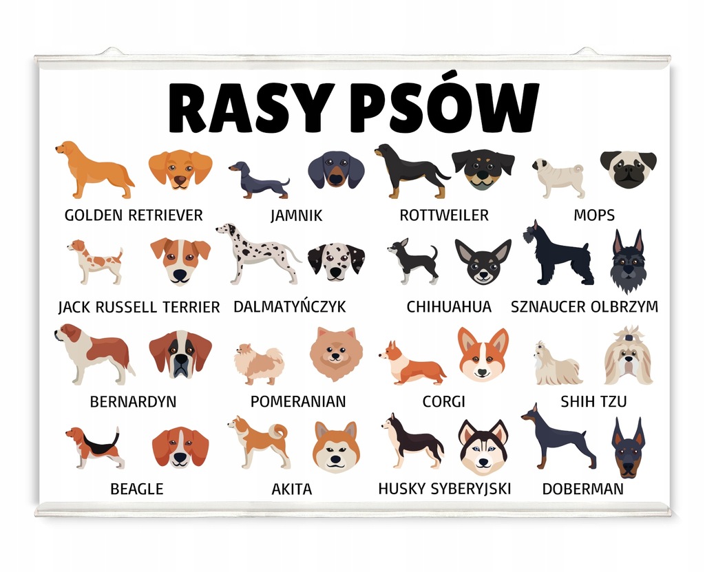 Plakat z rasami psów na ścianę rasy psów psy pies - 12279653079 ...