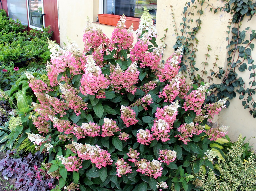 Hortensja PINKY WINKY stożkowe DWUBARWNE kwiaty - 7181595434 ...