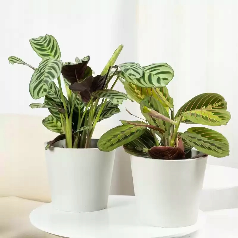 Duo Ctenanthe fishbone burle maranta fascinator - 12725415917 ...