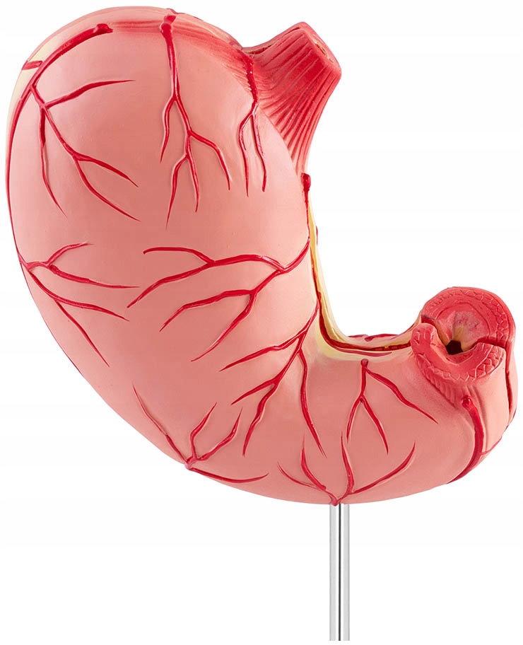Купить 3D АНАТОМИЧЕСКАЯ МОДЕЛЬ ЖЕЛУДКА ЧЕЛОВЕКА: отзывы, фото и характеристики на Aredi.ru ...