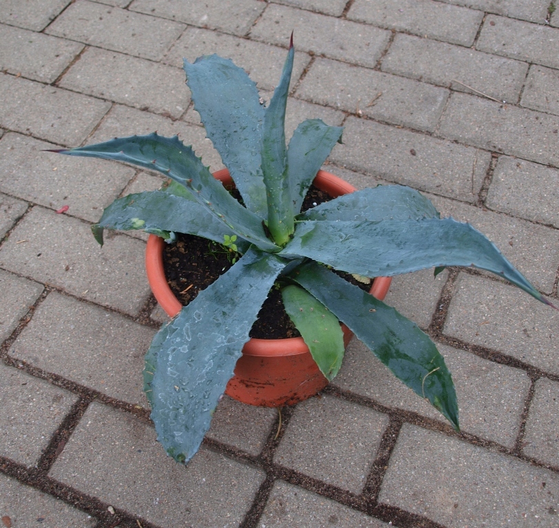 Agawa amerykańska sadzonka w doniczce - 12653610843 - oficjalne ...