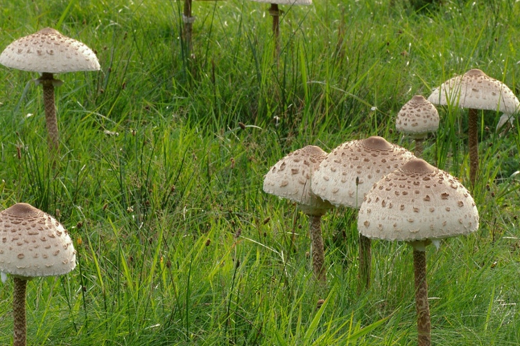 Grzybnia CZUBAJKA KANIA wyhoduj własne grzyby - 7875577786 - oficjalne ...