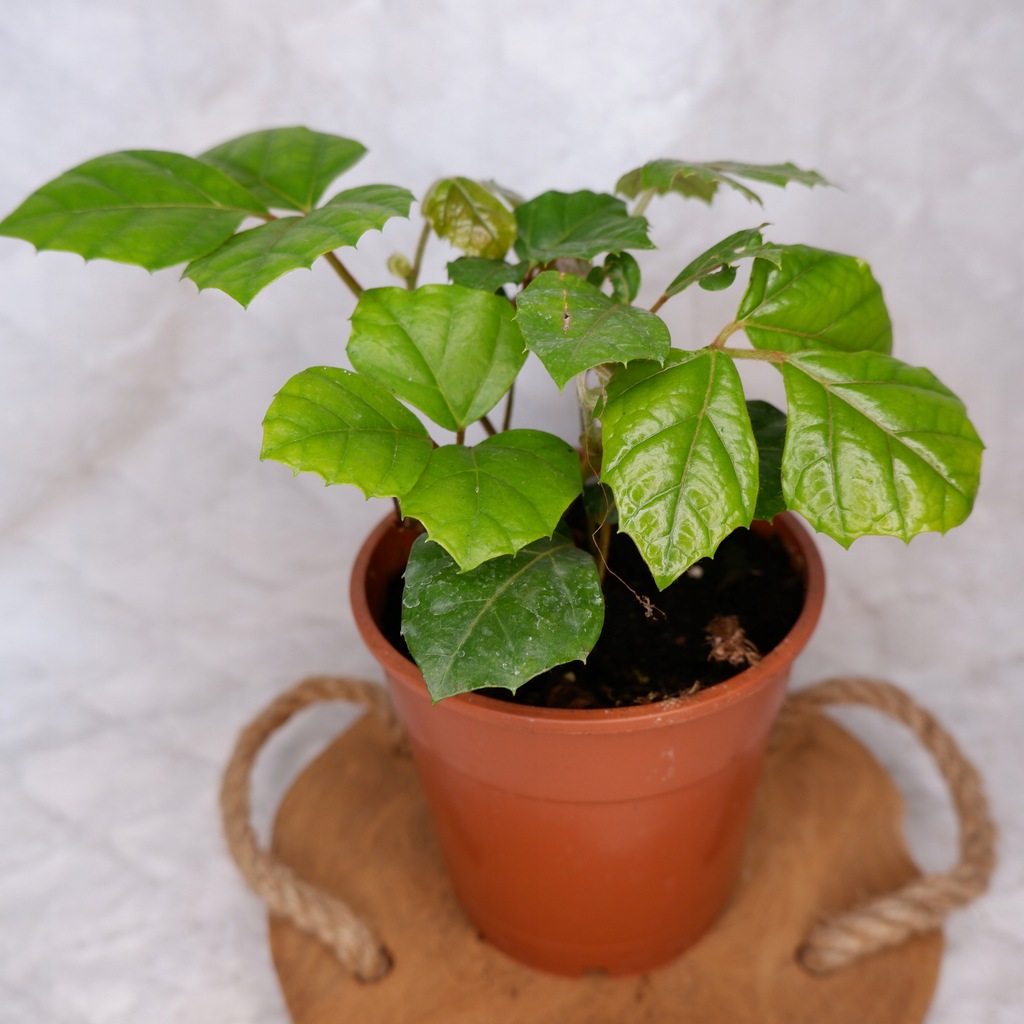 CISSUS RHOMBIFOLIA CISUS ROMBOLISTNY d.11cm - 13634911140 - oficjalne ...