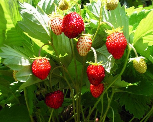 POZIOMKA sadzonka w doniczce DUŻY OWOC - 13584566678 - oficjalne ...