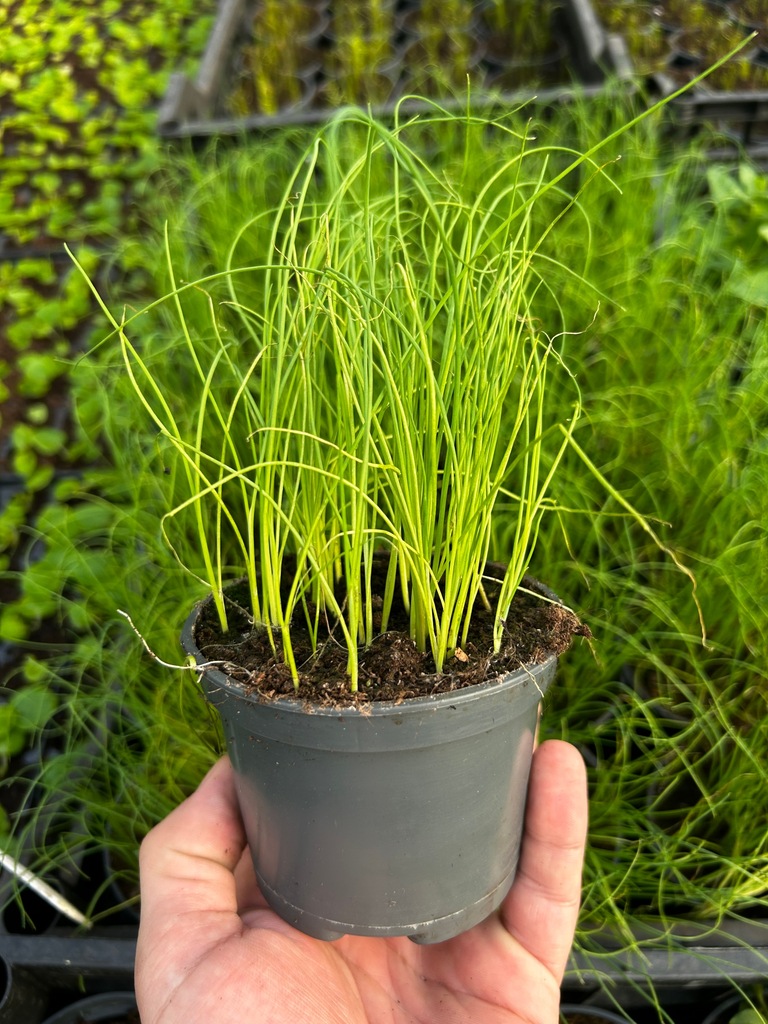 Cebula siedmiolatka szczypior sadzonka w doniczce Allium fistulosum ...