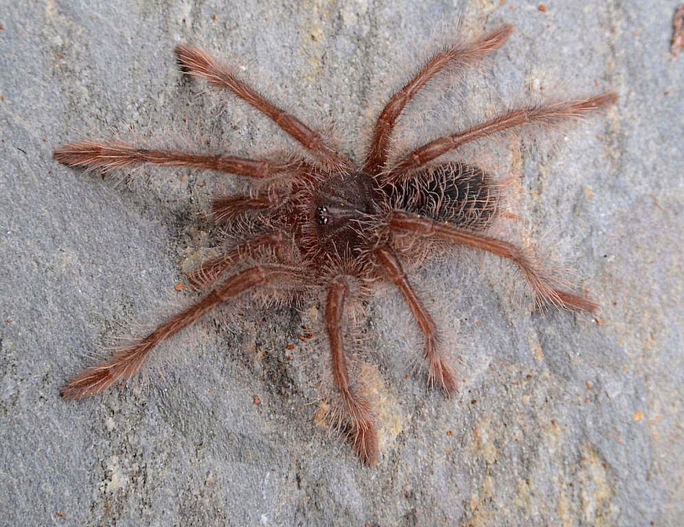 Theraphosa blondi 3cm DC samica - 12710276633 - oficjalne archiwum Allegro