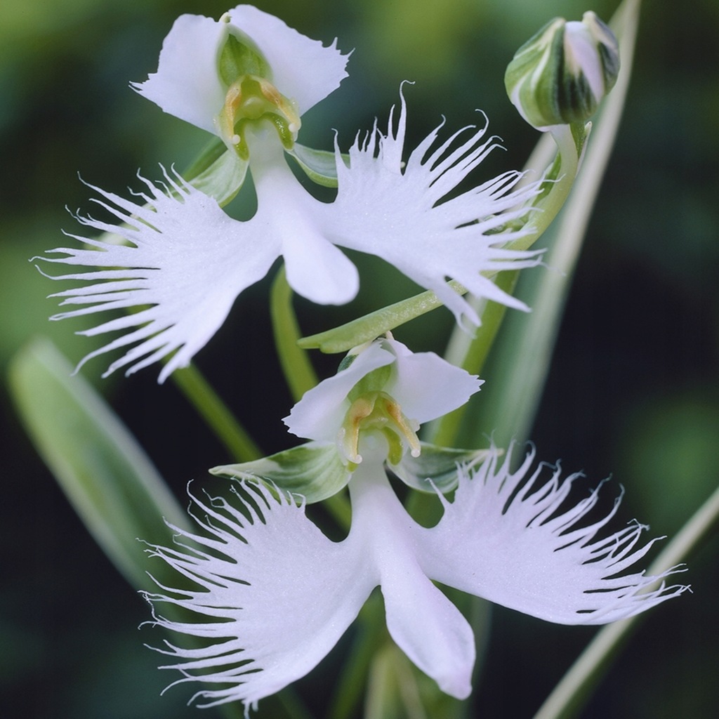 Habenaria Radiata Storczyk Gruntowy 1 szt cebulki storczyka Storczyki ...